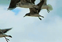 Seagulls GIFs - Get the best gif on GIFER