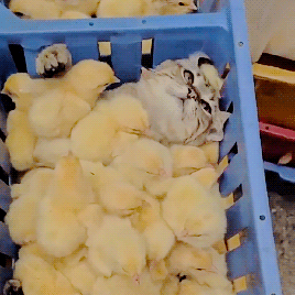 Catty GIFs - Get the best gif on GIFER