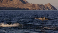 Jumping GIFs - Obtenez le meilleur gif sur GIFER