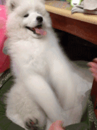 Woof GIFs - Get the best gif on GIFER