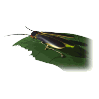 Firefly GIFs - Get the best gif on GIFER