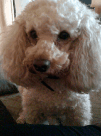 Poodle GIFs - Get the best gif on GIFER