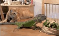 Iguana GIFs - Get the best gif on GIFER