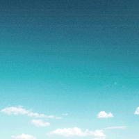Dove GIFs - Get the best gif on GIFER