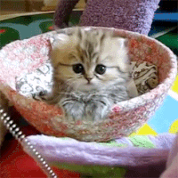 Shouting GIFs - Get the best gif on GIFER