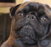 Pugs GIFs - Get the best gif on GIFER