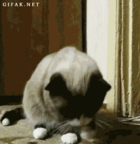 Mime GIFs - Get the best gif on GIFER