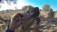 Hyena GIFs - Get the best gif on GIFER