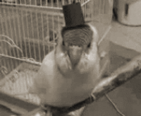 Budgie GIFs - Get the best gif on GIFER
