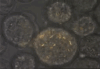 Nanotechnology GIFs - Get the best gif on GIFER