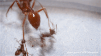 Ants GIFs - Get the best gif on GIFER