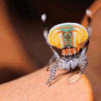 Spider GIFs - Get the best gif on GIFER