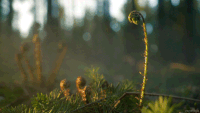 Dawn GIFs - Get the best gif on GIFER
