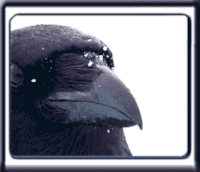 Flying raven GIF - Conseguir o melhor gif em GIFER