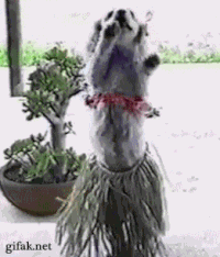 Hula dance GIFs - Get the best gif on GIFER