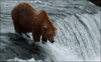 Salmon GIFs - Get the best gif on GIFER