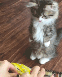 Treat GIFs - Get the best gif on GIFER