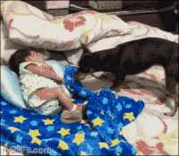 Blanket GIFs - Get the best gif on GIFER
