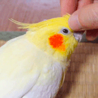 Cockatiels GIFs - Get the best gif on GIFER
