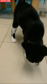 Jugando GIFs - Get the best gif on GIFER