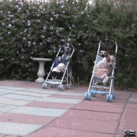 Strollers GIFs - Get the best gif on GIFER