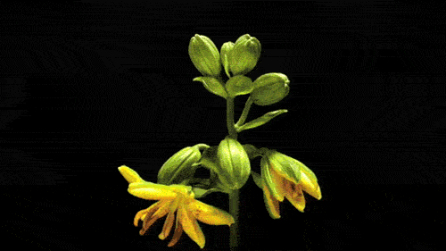 Cambio GIFs - Get the best gif on GIFER