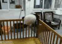 Escape GIFs - Get the best gif on GIFER