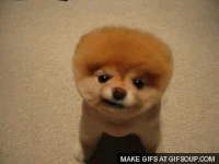 Perrito GIFs - Get the best gif on GIFER