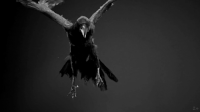 Crows GIFs - Get the best gif on GIFER