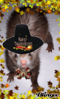 Ferrets GIFs - Get the best gif on GIFER