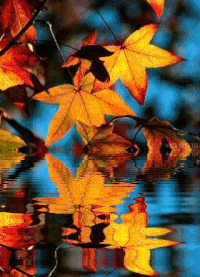 Autumn GIFs - Get the best gif on GIFER