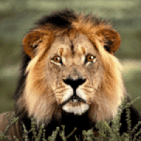 Leon GIFs - Get the best gif on GIFER