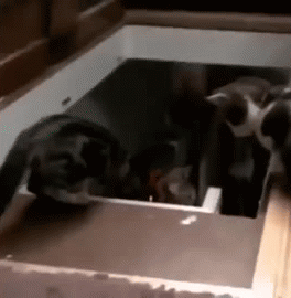 Basement GIFs - Get the best gif on GIFER