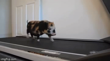 Hamstrings GIF - Conseguir o melhor gif em GIFER