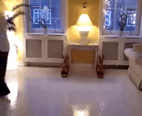 Backwards GIFs - Get the best gif on GIFER