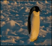 Beverage GIFs - Get the best gif on GIFER