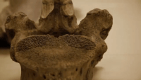 Archeology GIFs - Get the best gif on GIFER