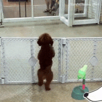 Courier GIFs - Get the best gif on GIFER