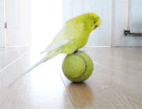 Budgie GIFs - Get the best gif on GIFER