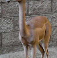 Gulping GIFs - Get the best gif on GIFER