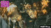 Cattle GIFs - Get the best gif on GIFER