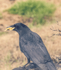 Crow GIFs - Get the best gif on GIFER