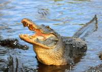 Alligator GIFs - Get the best gif on GIFER