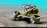 Turtle GIFs - Get the best gif on GIFER