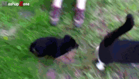 Compilation GIFs - Get the best gif on GIFER