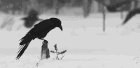Crow GIFs - Get the best gif on GIFER