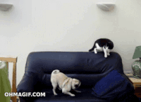 Sofa GIFs - Get the best gif on GIFER