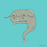 Catfish GIFs - Get the best gif on GIFER