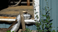 Wasp GIFs - Get the best gif on GIFER
