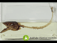 Decomposition GIFs - Get the best gif on GIFER